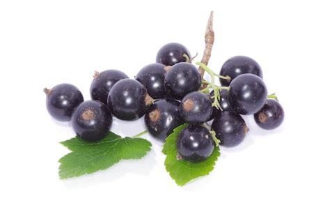Premium Photo | Black currant