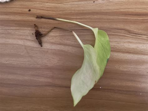 Yellowing Pothos Rhouseplants