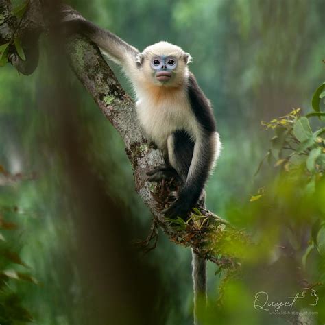 Tonkin Snub Nosed Monkey Rhinopithecus Avunculus New England Primate