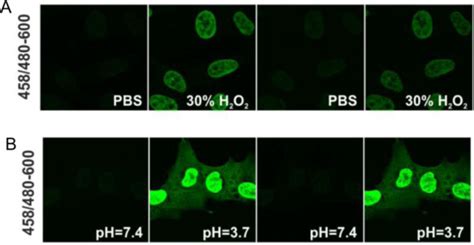 Vybrant® Dyecycle™ Violet Fluorescence Properties Are Altered By Low Ph Download Scientific