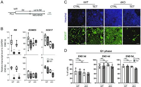 Endoderm Differentiation Of Twt And Dko Hescs A A Schematic Drawing