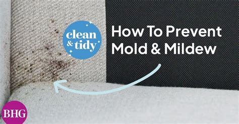 How To Kill Mold And Mildew Clean And Tidy Better Homes And Gardens