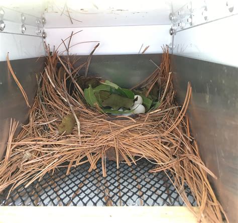 Purple Martin Nest