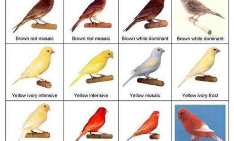 Types Of Canary Birds Color Bred Canaries Persian Cats Pekingnesse