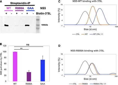 A Conserved Arginine In Ns5 Binds Genomic 3′ Stemloop Rna For Primer