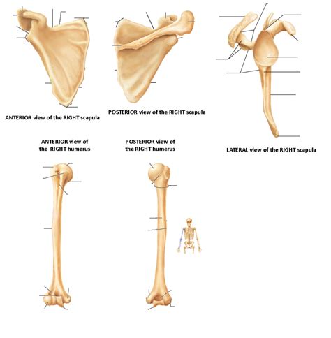 diagram of lab 6 upper appendicular skeleton quizlet