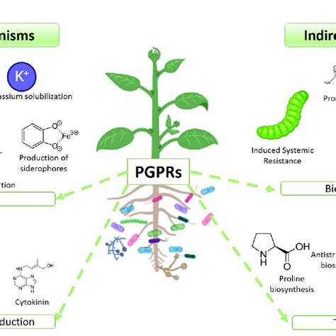 A Transcriptomic View Of Plant Bacteria Interaction Download