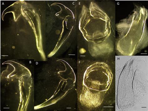 Figure 5 From Characterisation Of The Tongue Worm Linguatula Serrata