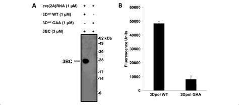 Antivpg Pupu Purified Rabbit Polyclonal Antiserum Specificity The
