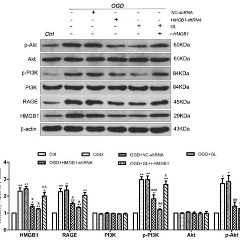 The Activation Of Hmgb1rage Pi3k Pathway In Neonatal Hibd Rat Model