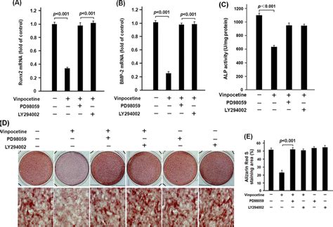 pd98059 and ly294002 attenuated the effect of vinpocetine on