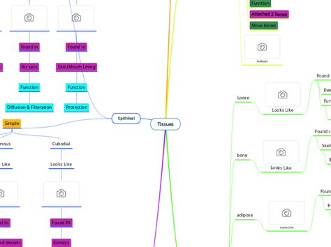 Tissues Mindomo Mind Map