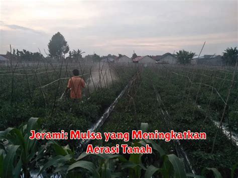 Manfaat Mulsa Untuk Tanaman Kecil Rahasia Perawatan Yang Efektif