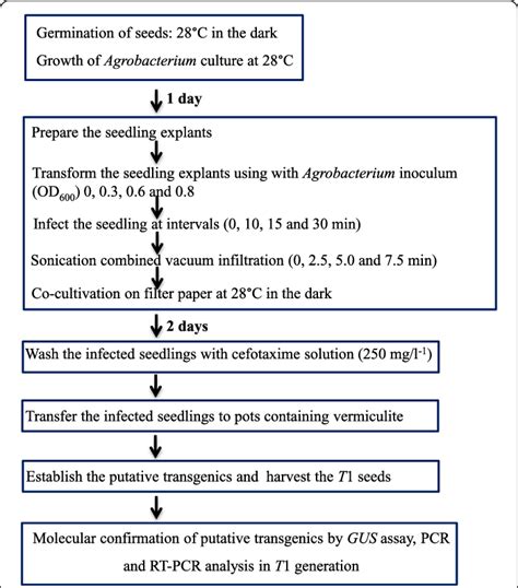 Flow Chart Of Agrobacterium Mediated In Planta Transformation Protocol