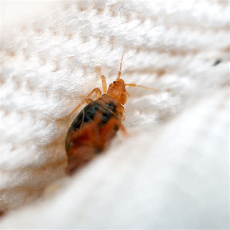 Found A Dead Bed Bug Shell Here Are Your Next Steps