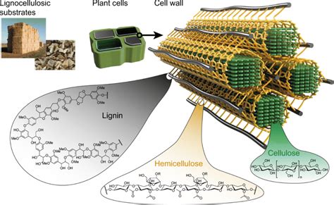 Cellulose In Cell Wall