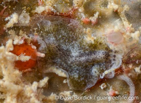Unidentified Polycladida Guamreeflife