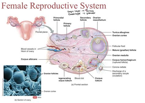 Final Exam Reproductive System Flashcards Quizlet