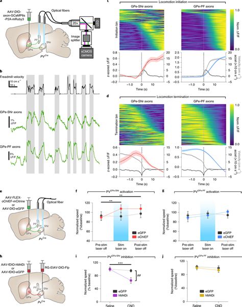 Activity Of Pvgpe Snr Neurons Bidirectionally Modulates Locomotion A