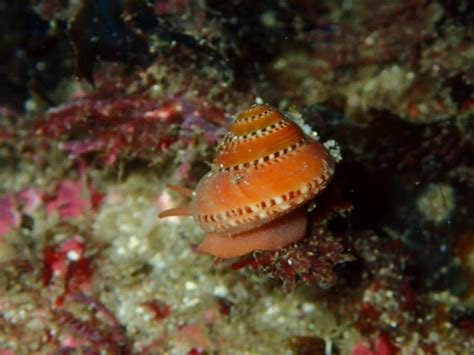 Philippia Lutea From The Docks Jervis Bay Nsw Australia On May 27 2017 At 05 59 Pm By Naomi