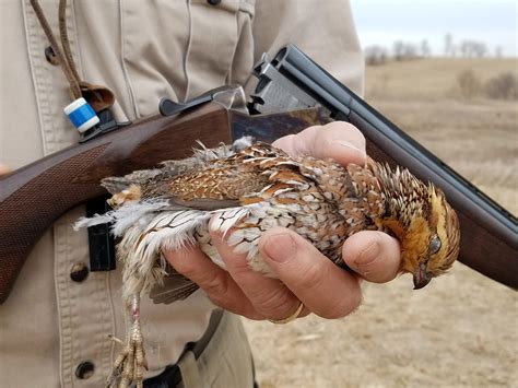 Bobwhite Quail The Gentlemans Gamebird Field And Stream