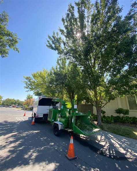 Tree Shaping Sacramento Ca Environmental Tree Service