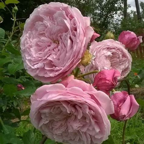 Купить саженцы роз Спирит оф Фридом (Spirit of Freedom) - ЛПХ Планета Роз