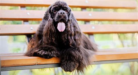How Much Does A Cocker Spaniel Cost Cocker Spaniel Price
