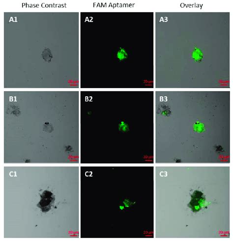 Aptamer Facilitated Isolation Of Circulating Tumor Cells Ctcs Ctcs