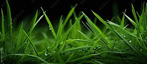 Close Up Shot With Selective Focus Showcasing The Herbaceous Texture Of