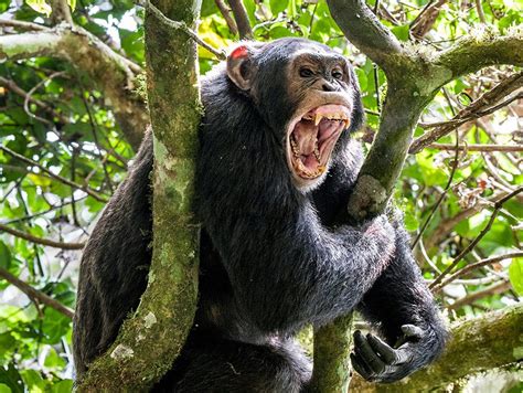 Developing Our Nature When And How Human Aggression And Other