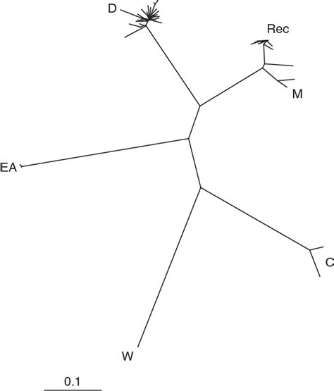 Unrooted Phylogenetic Tree Computed Using Full Length Coat Protein Gene Download Scientific