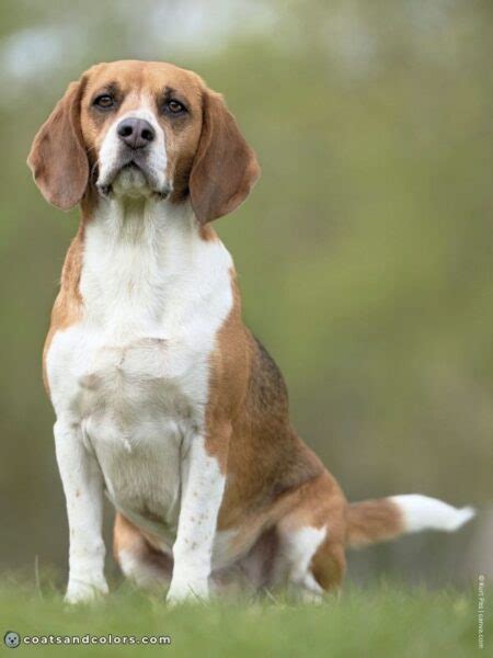 Beagle Colors Coats And Colors