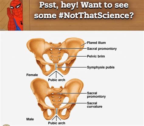 Psst Hey Want To See Some Notthatscience Flared Ilium Sacral