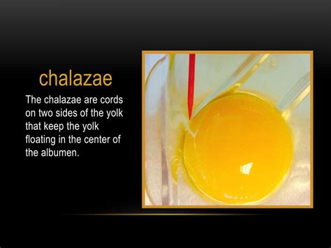 Ppt Parts Of An Egg Powerpoint Presentation Free Download Id2282870