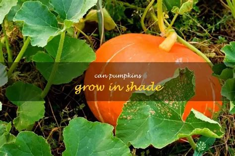 Can Pumpkins Grow In Shade What You Need To Know Shuncy