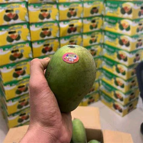 Jual Buah Mangga Alpukat ASLI Klonal 21 Bangil Pasuruan 1 Dus (5kg) | Shopee Indonesia