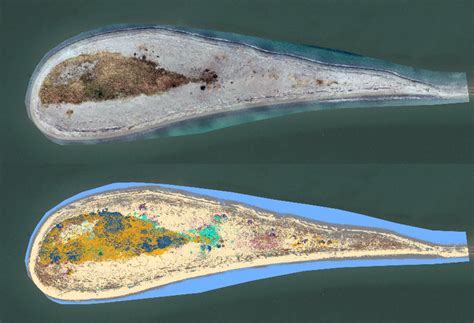 invasive species identification and mapping cabin works