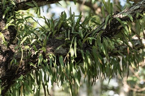 Green Parasitic Plant Growing On Tree Stock Image Image Of Growth