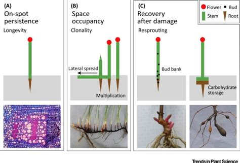 On Plant Modularity Traits Functions And Challenges Trends In Plant