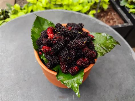 Mulberry Kofta To Mul Jeera Chefs Are Getting Creative With The Berry Of Winter Yourstory