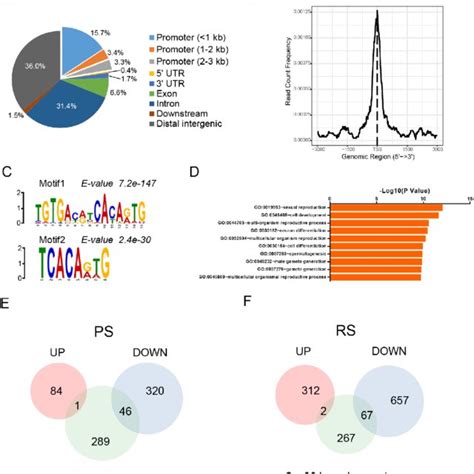 Chip Seq Analysis Revealed Sox30 Binding Sites In Mouse Testis