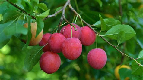 Cherry Plum Prunus Cerasifera Woodland Trust