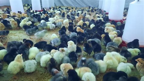 Clasificados Malaga Santander Agendando Pedidos De Pollitos Criollos Gigantes Mixtos