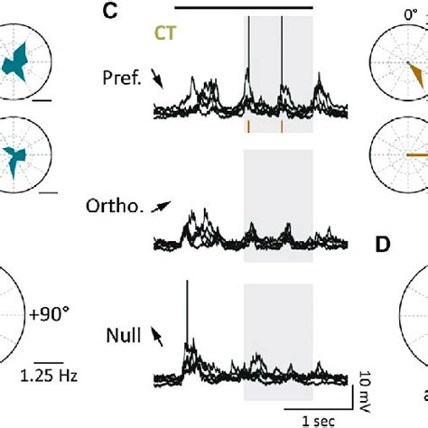 Reconstruction Of Ocular Dominance Columns In Primary Visual Cortex