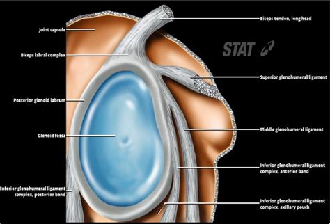 Posterior Glenohumeral Ligament
