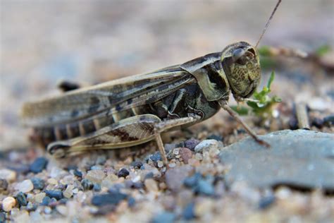 Clear Winged Grasshopper From Alberta Mi 49946 Usa On September 11