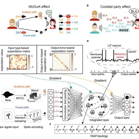 Figure E The Network Structure For Multi Sensory Integration And Two Download Scientific