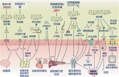 【糖尿病学术前沿】小小生命也有大大能量—肠道菌群与人类代谢性疾病 搜狐大视野 搜狐新闻
