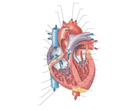 Lab 10 Heart Diagram Quizlet